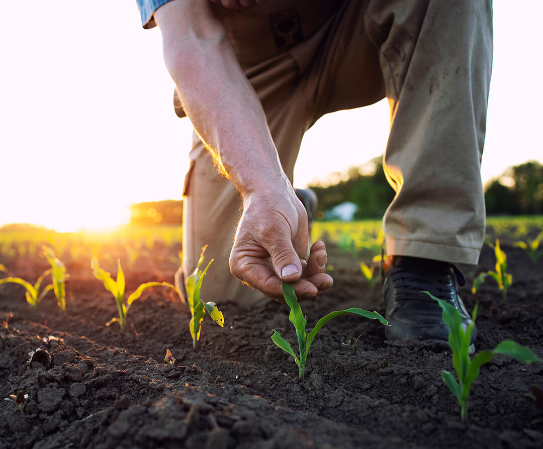 Invest in Long-Term Soil Fertility from the Start: The Role of ...