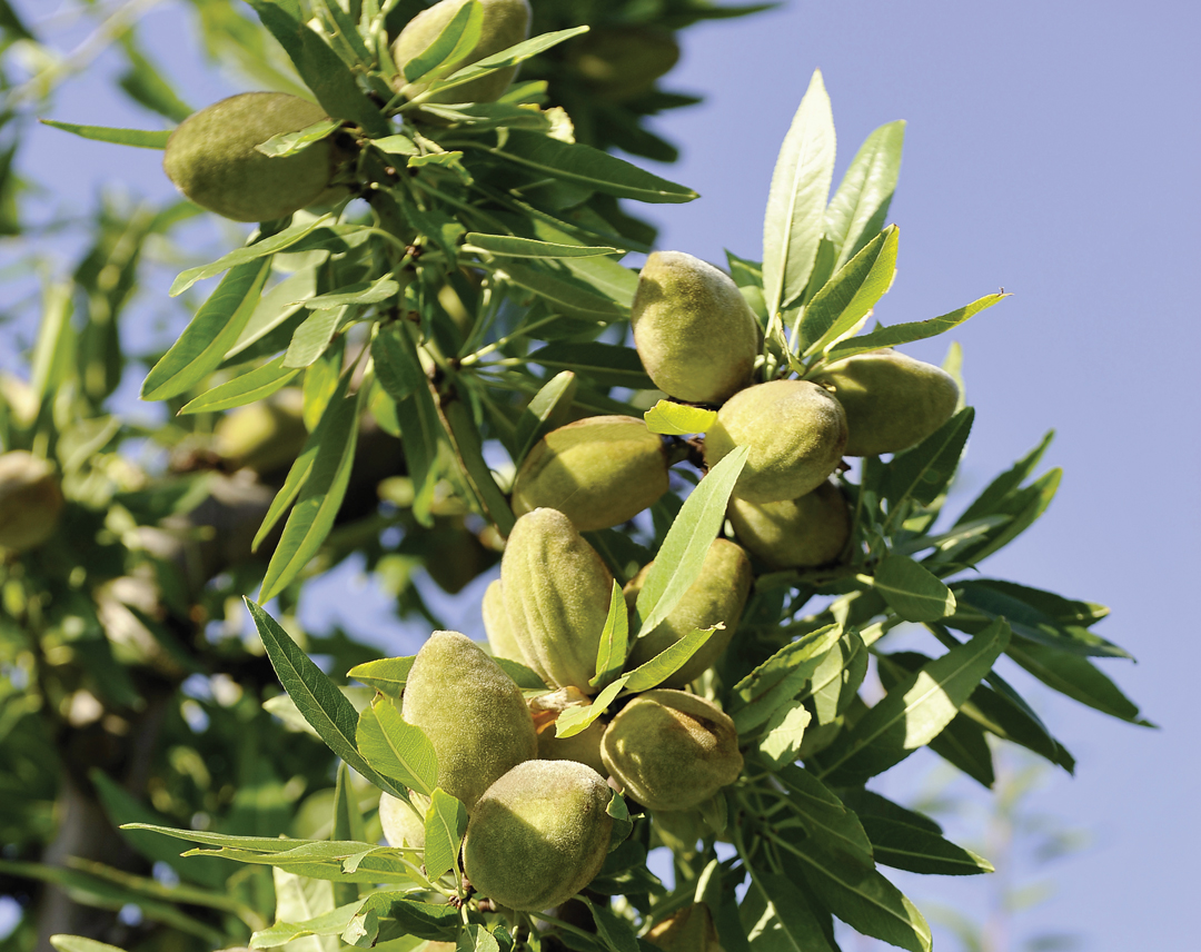 A critical time to address nutrient deficiencies - BioAg