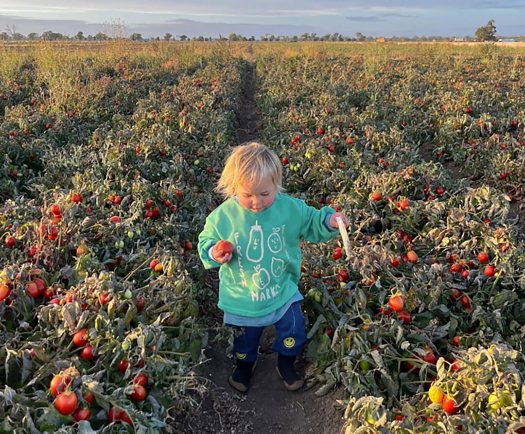 Success Story: How a Bendigo Tomato Farmer Beat Fusarium Wilt with ...